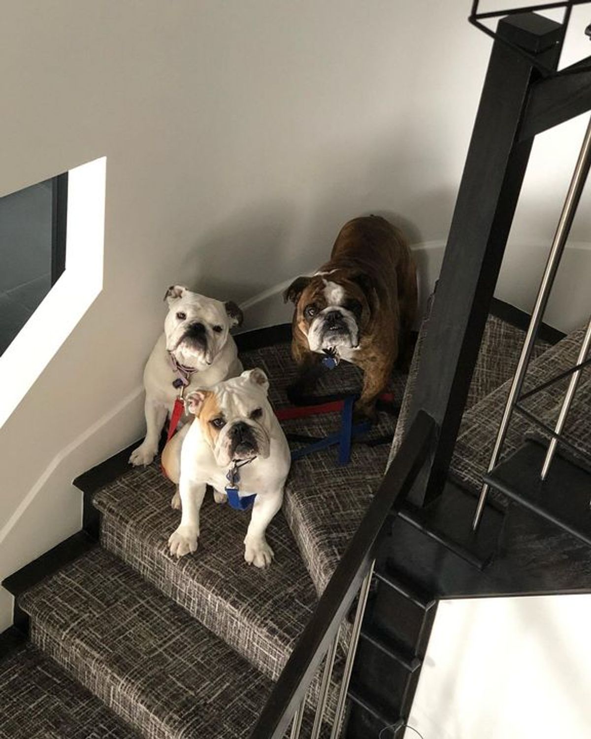 Steps of cuteness... - BCG Creations | HPG