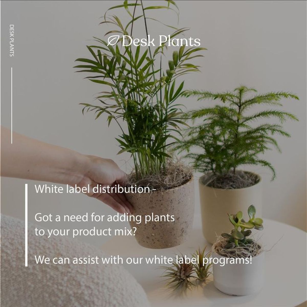 Did you know that we offer white label d... - Desk Plants